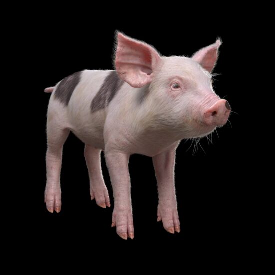 How to Create Realistic CG Animal: Interview with Yingkang Luo - Wingfox