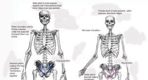 Drawing Tips For Beginners Learn Human Anatomy Wingfox