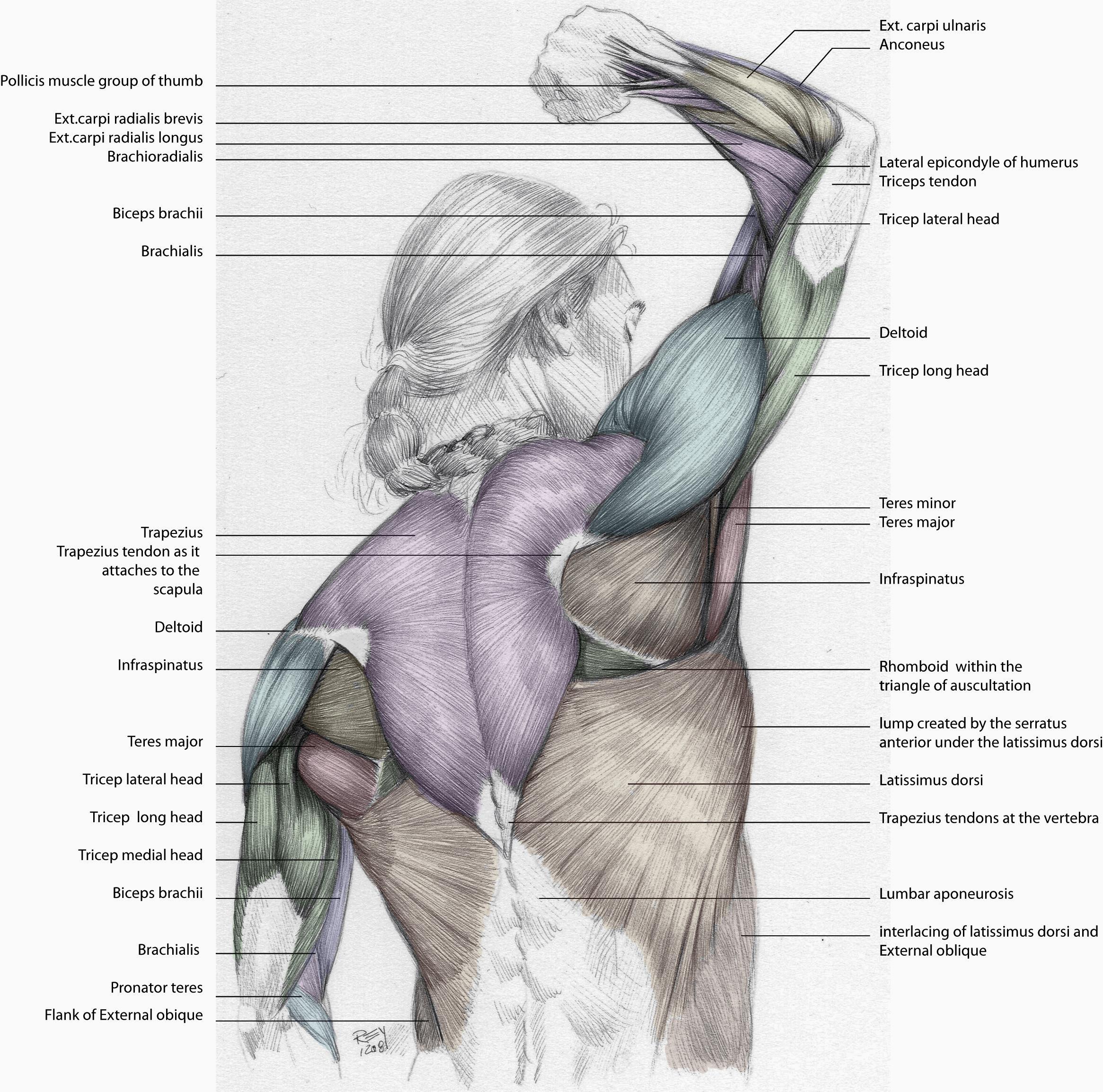 Gestures Practice Figure Drawing - Wingfox